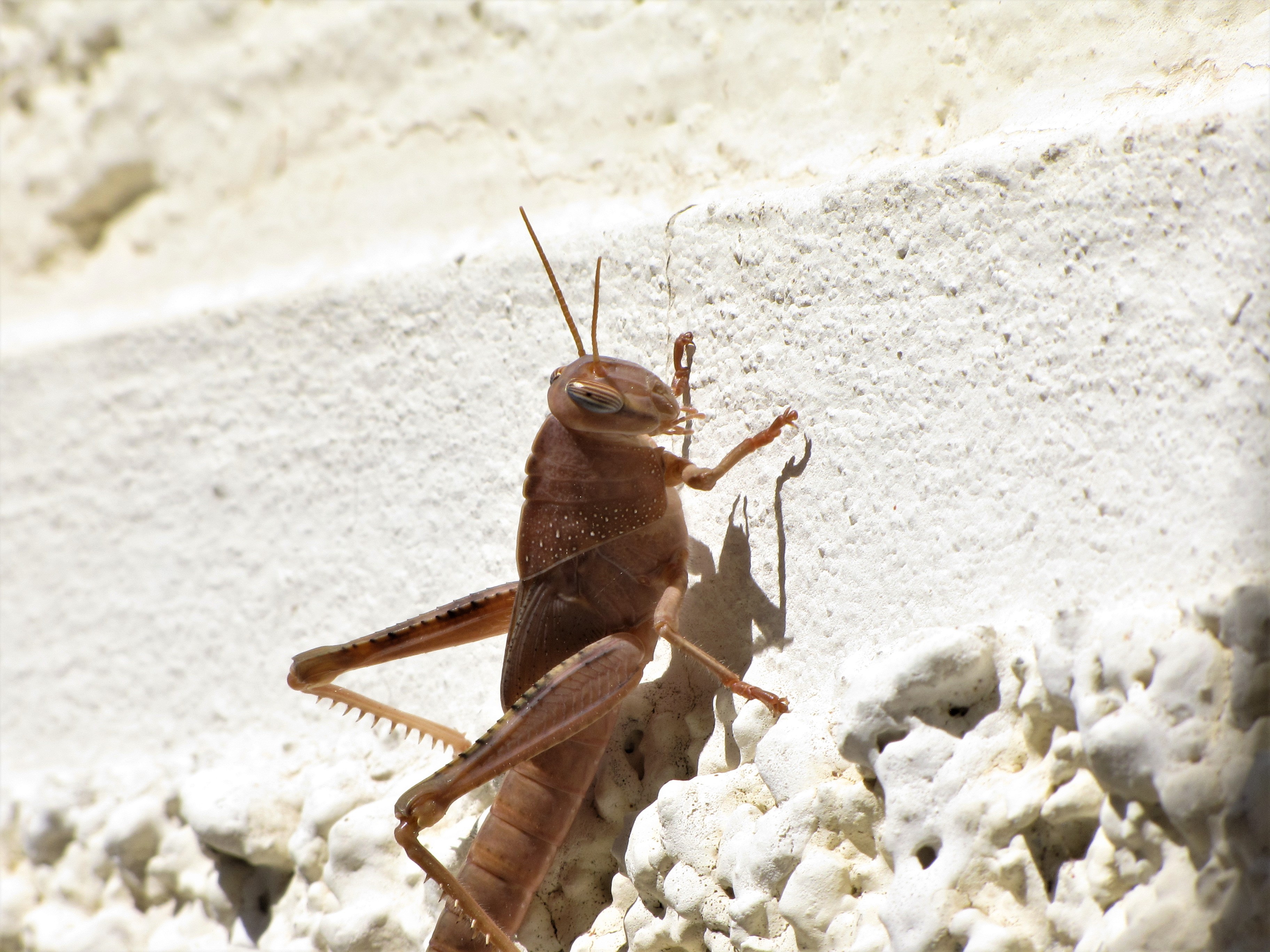 MACRO – myphotosb3